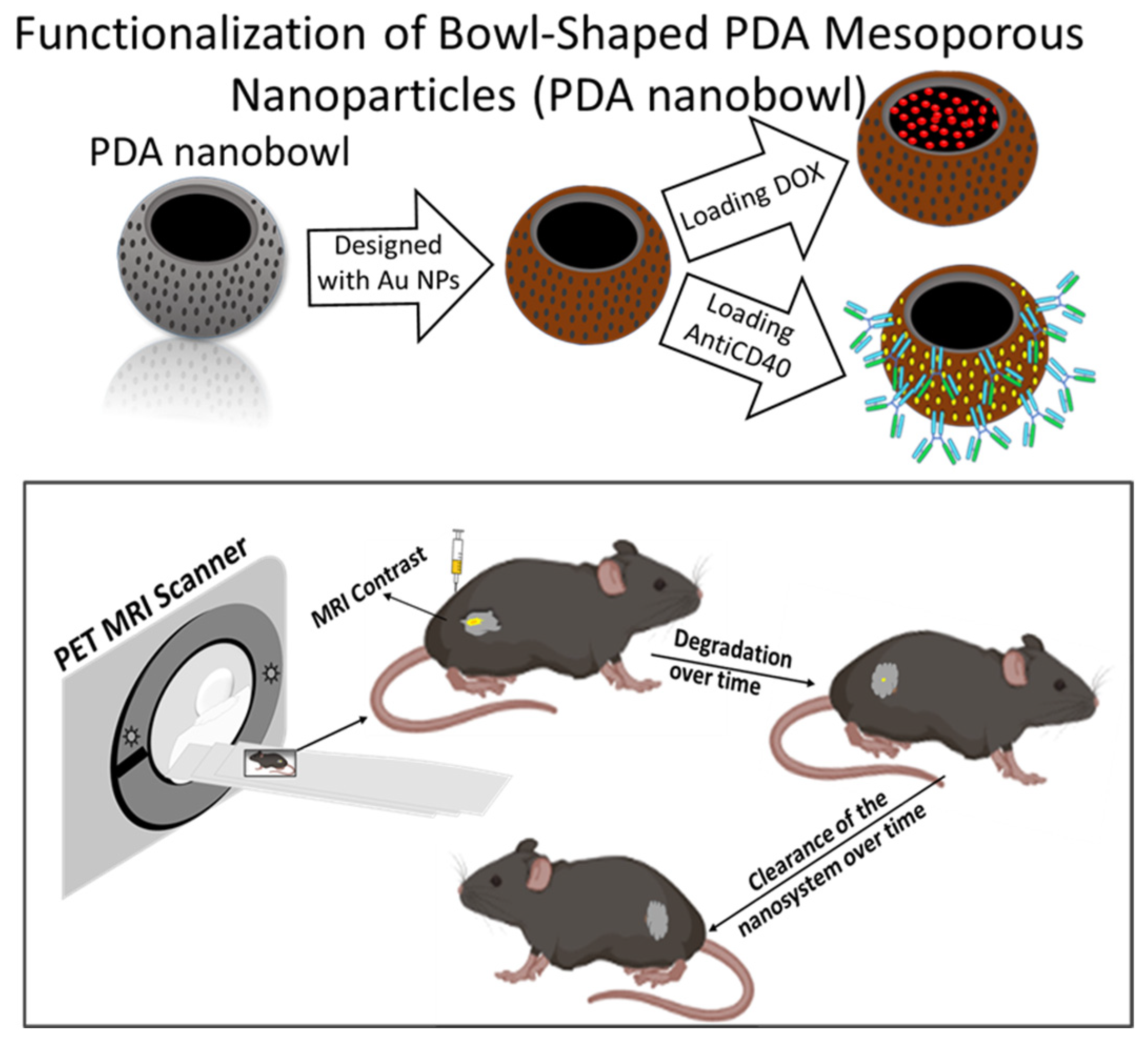 PRIMERS: Polydopamine Radioimmunotherapy with Image-Guided Monitoring ...