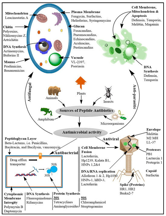 Antimicrobial Peptides: A Promising Solution to the Rising Threat of ...
