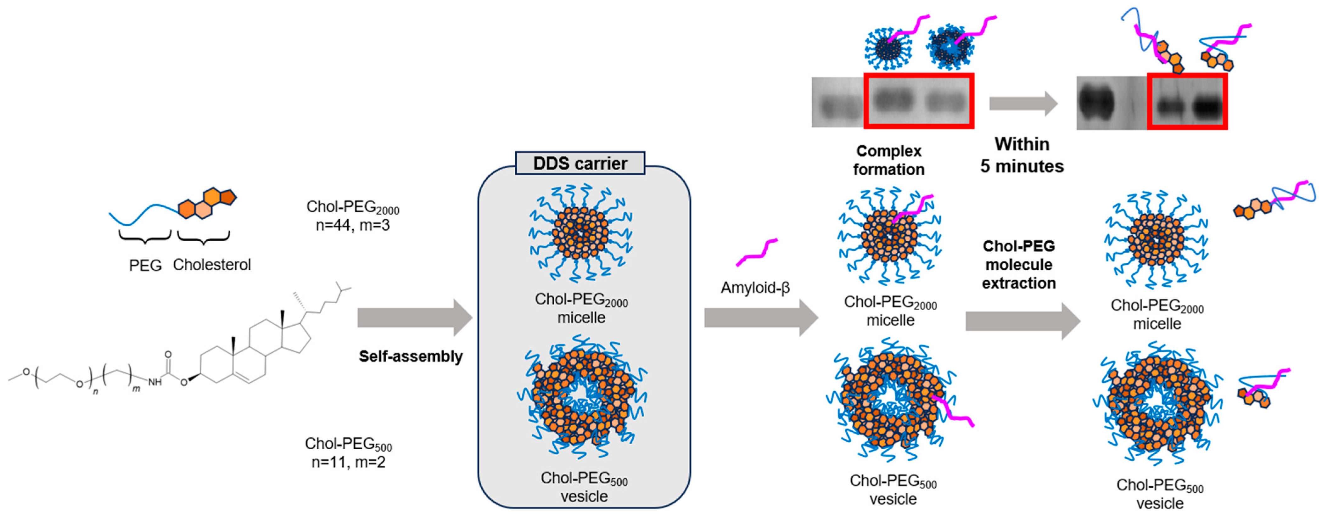 Inhibition of Aβ Aggregation by Cholesterol-End-Modified PEG Vesicles ...