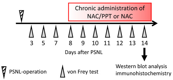 Therapeutic Efficacy of Intranasal N-Acetyl-L-Cysteine with Cell ...