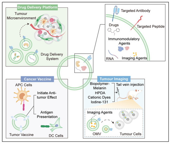 Innovative Strategies in Oncology: Bacterial Membrane Vesicle-Based Drug Delivery Systems for ...