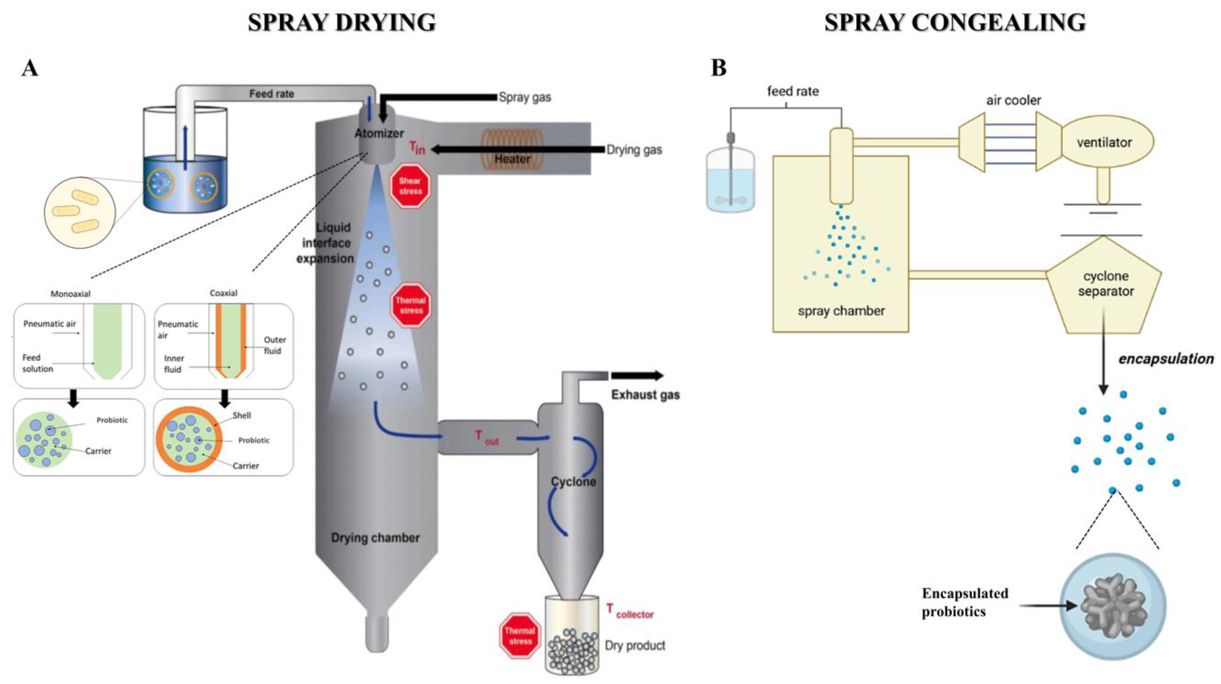 Microencapsulation of Probiotics for Enhanced Stability and Health ...