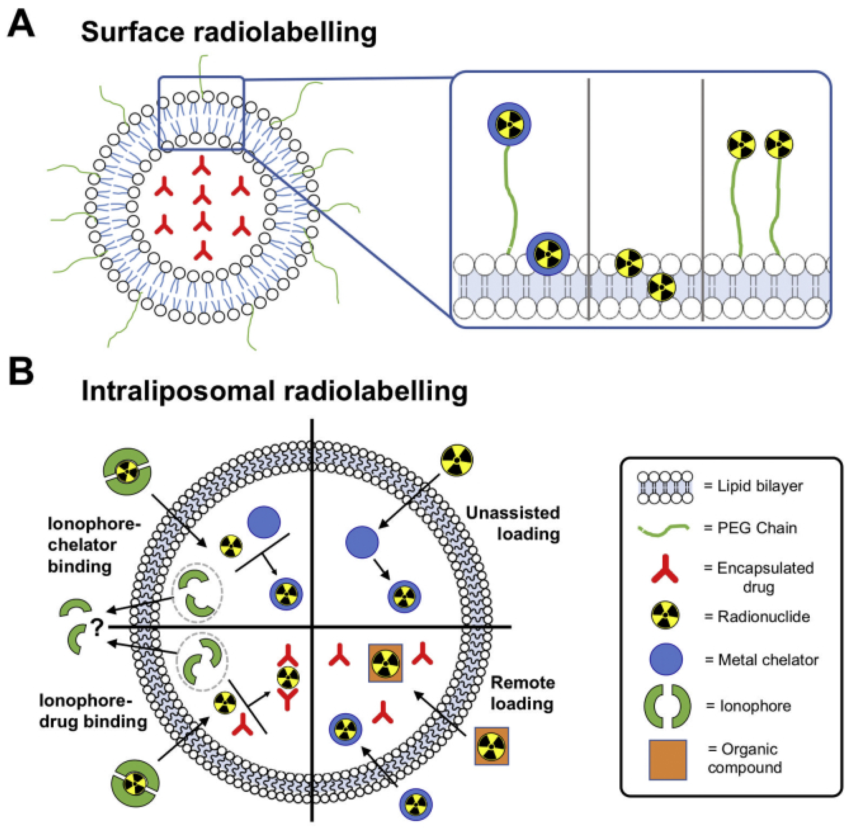 An Insight to Nanoliposomes as Smart Radiopharmaceutical Delivery Tools ...