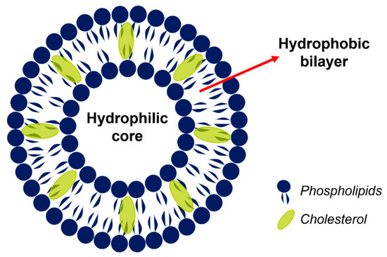 Innovations in Cancer Therapy: Endogenous Stimuli-Responsive Liposomes ...