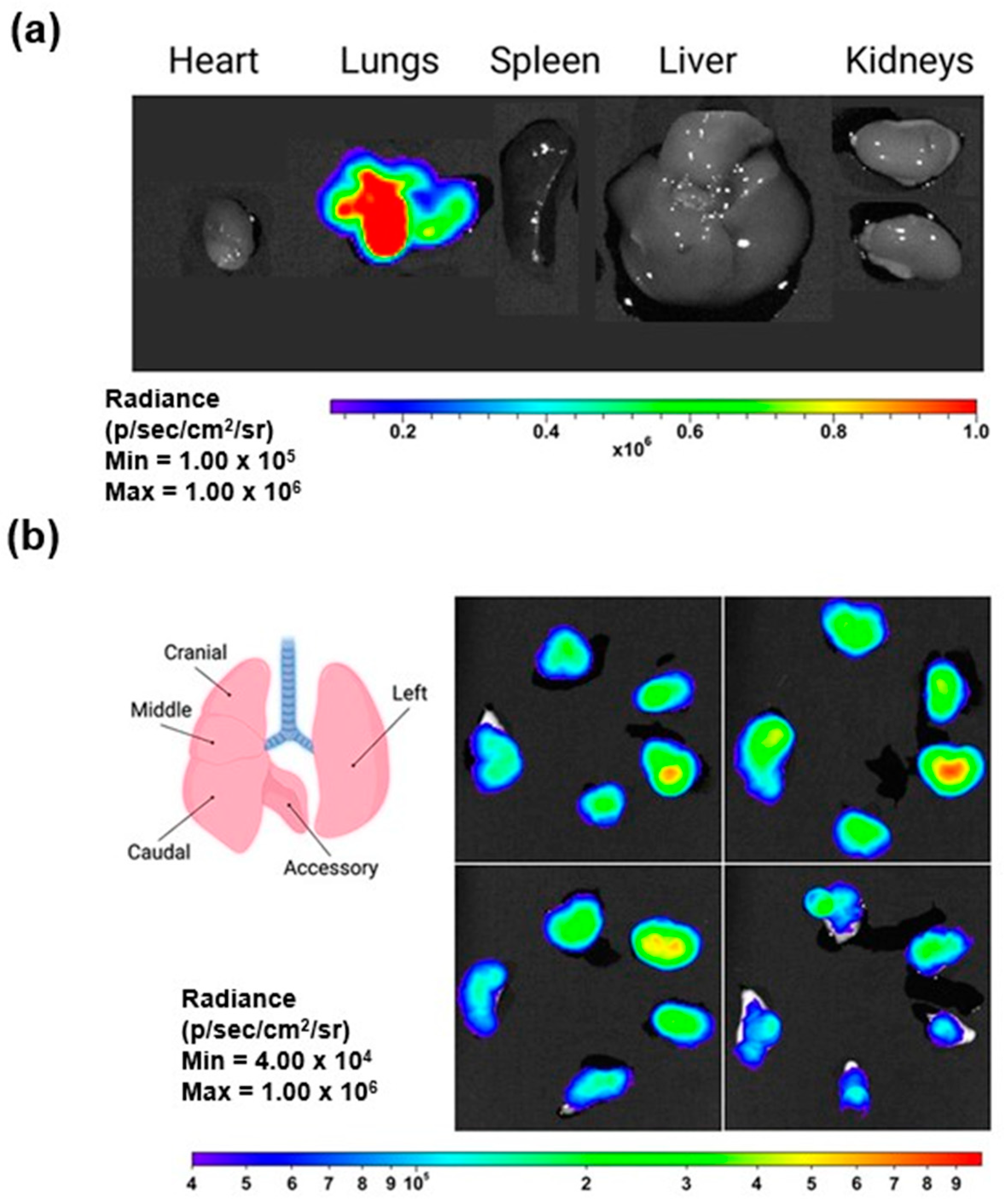 Modified-Release Pulmonary Delivery Systems for Labile Bioactives ...