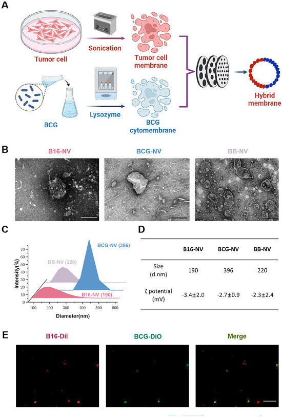 A Bionic “Trojan Horse”-like Nanovesicle Delivery System Hybridized with BCG Cytoplasmic ...