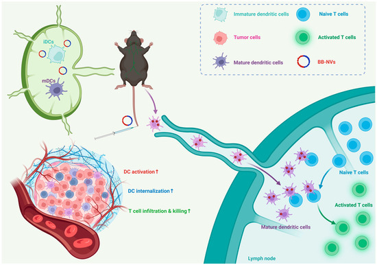 A Bionic “Trojan Horse”-like Nanovesicle Delivery System Hybridized ...