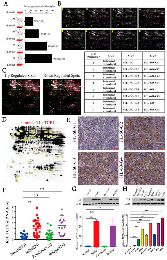 The Molecular Chaperone TCP1 Affects Carcinogenicity and Is a Potential ...