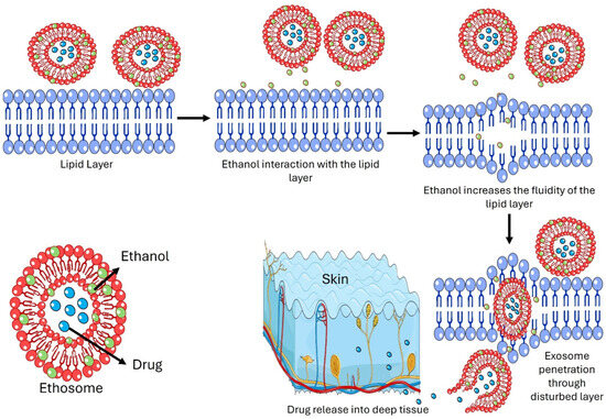 Ethosome-Based Transdermal Drug Delivery: Its Structural Components ...