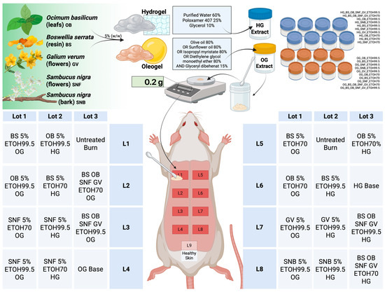 Wound Healing Properties of Plant-Based Hydrogel and Oleogel ...