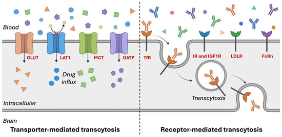 Crossing the Blood–Brain Barrier: Innovations in Receptor- and ...