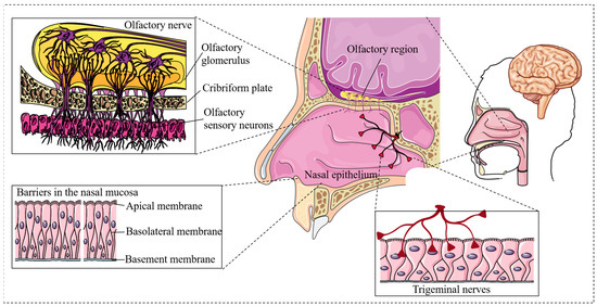 Intranasal Drug Delivery Technology in the Treatment of Central Nervous ...