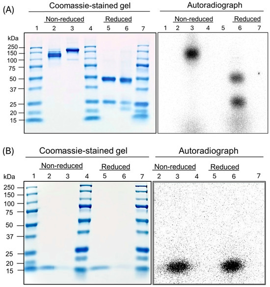 Synthesis and In Vitro Evaluation of a Scandium-44 Radiolabeled ...