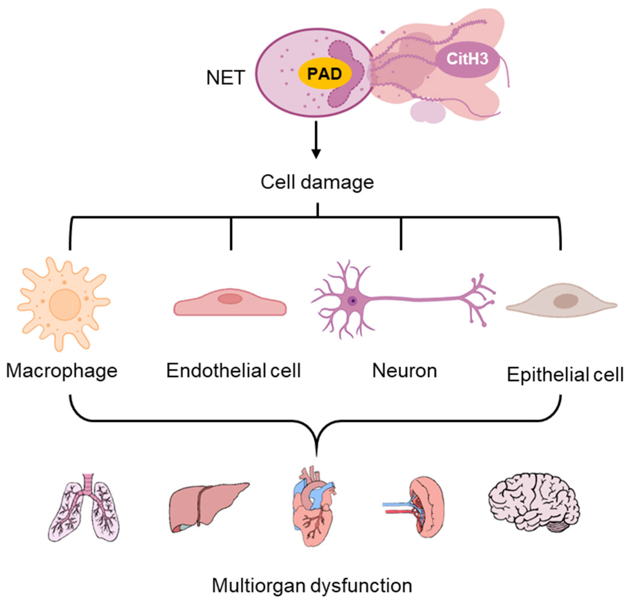 CitH3, a Druggable Biomarker for Human Diseases Associated with Acute ...