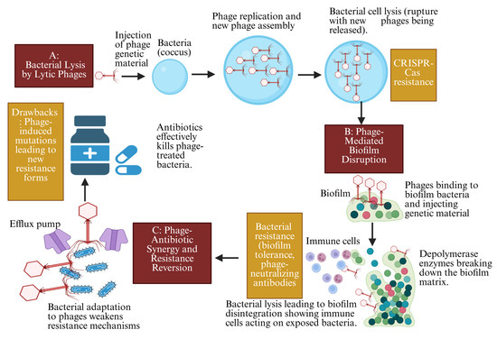 Phage Therapy in Managing Multidrug-Resistant (MDR) Infections in Cancer Therapy: Innovations ...