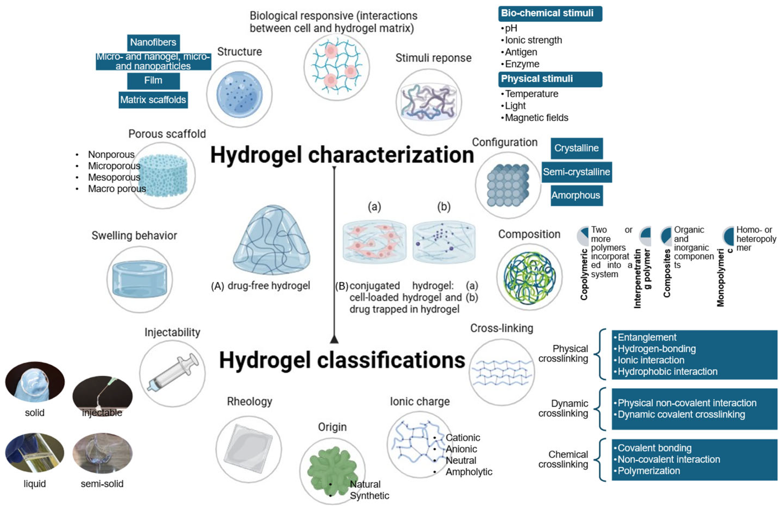 Hydrogel Conjugation: Engineering of Hydrogels for Drug Delivery