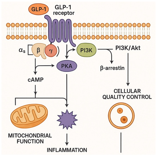 Emerging Frontiers in GLP-1 Therapeutics: A Comprehensive Evidence Base ...