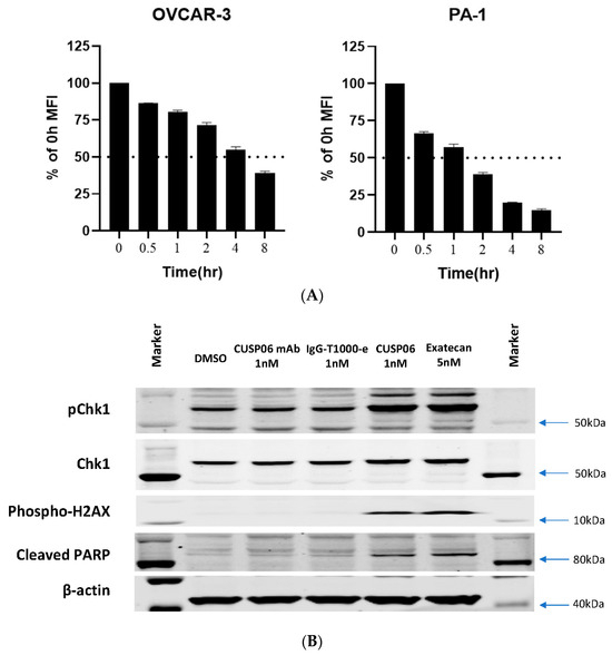 CUSP06, a Novel CDH6-Targeted Antibody-Drug Conjugate, Demonstrates ...