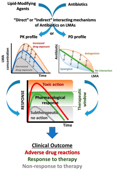 Antibiotics and Lipid-Modifying Agents: Potential Drug–Drug ...