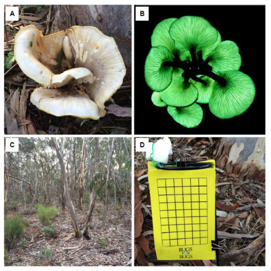 Light and Autofluorescence, Multitasking Features in Living Organisms
