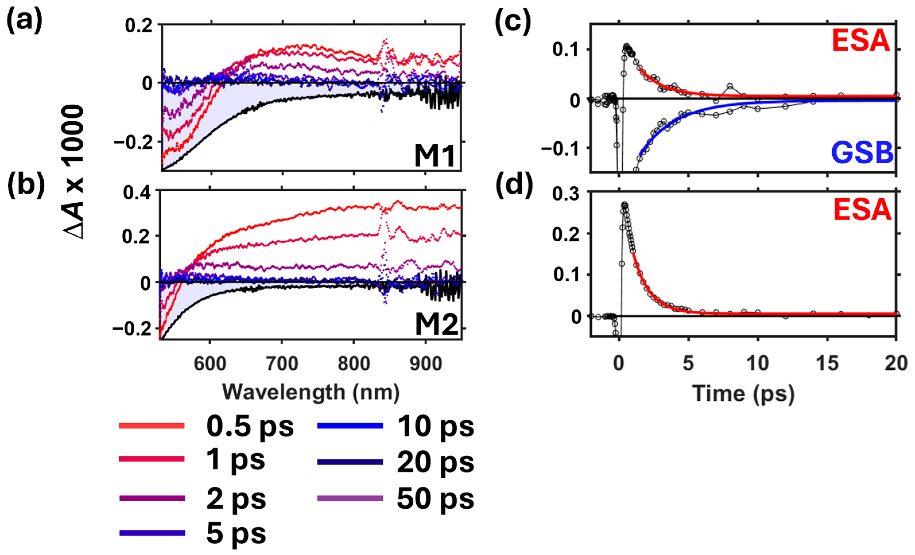Ultrafast Excited State Dynamics of a Verdazyl Diradical System