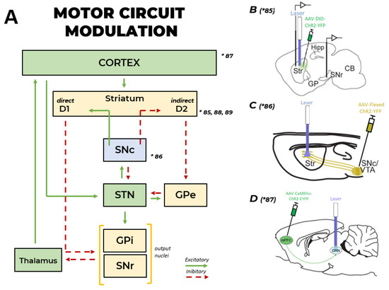 Optogenetics in Brain Research: From a Strategy to Investigate ...
