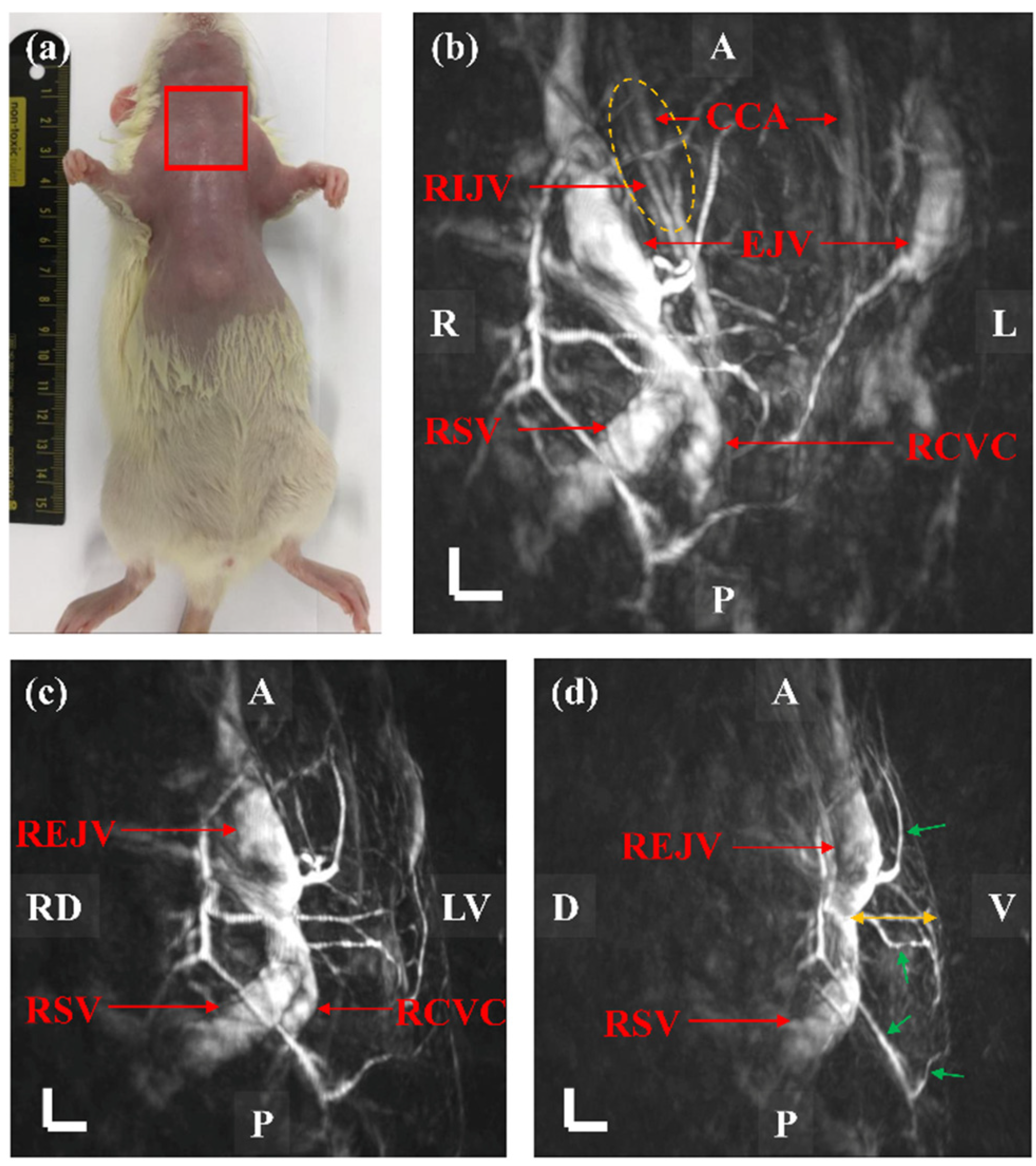Photonics | Free Full-Text | In Vivo Rodent Cervicothoracic Vasculature ...