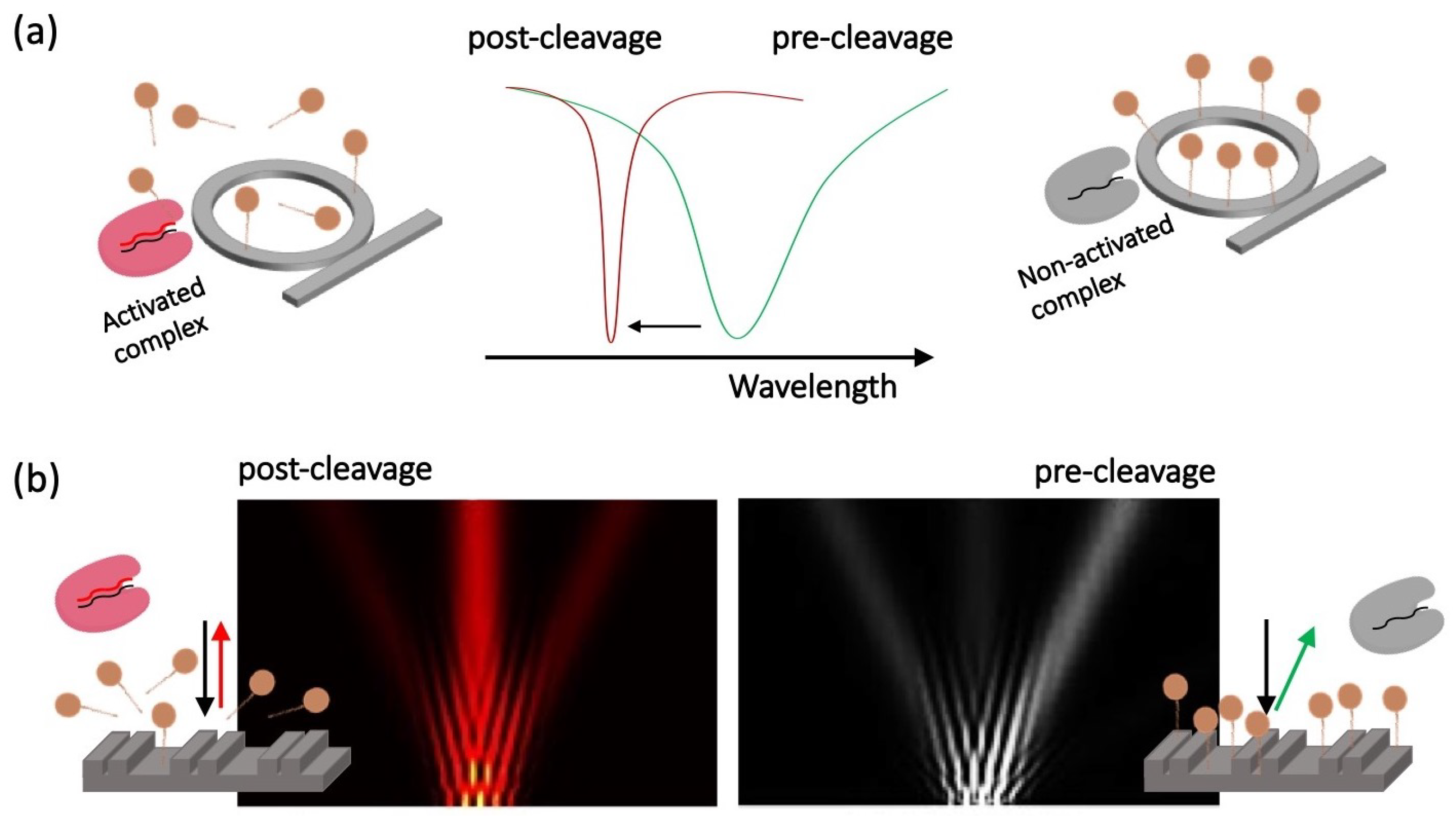 Roadmap on Universal Photonic Biosensors for Real-Time Detection of ...