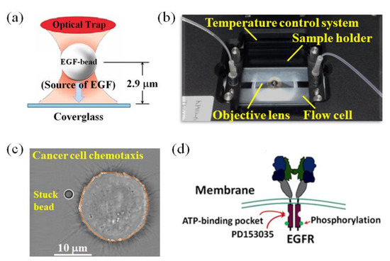 An Optical Tweezers-Based Single-Cell Manipulation and Detection ...