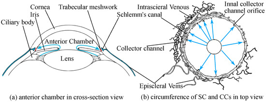 Identifying Collector Channel Orifices In Vivo with Phase-Sensitive ...