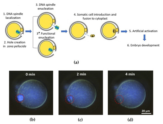 Application of Ultrashort Lasers in Developmental Biology: A Review
