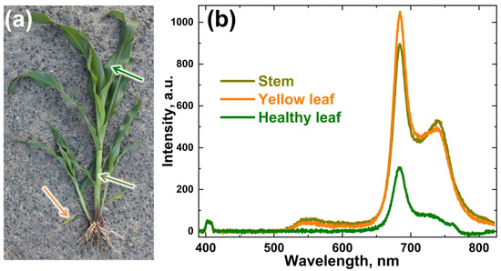 Fluorescence Mapping of Agricultural Fields Utilizing Drone-Based LIDAR
