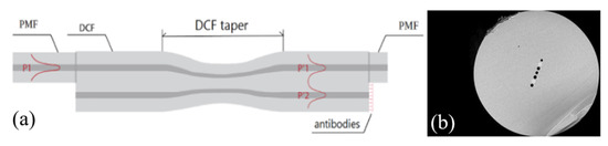 Optical Fiber Biosensors for Protein Detection: A Review