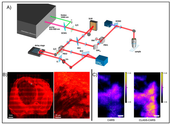 Digging Deeper through Biological Specimens Using Adaptive Optics-Based ...