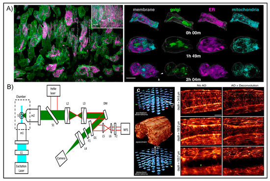Digging Deeper through Biological Specimens Using Adaptive Optics-Based ...