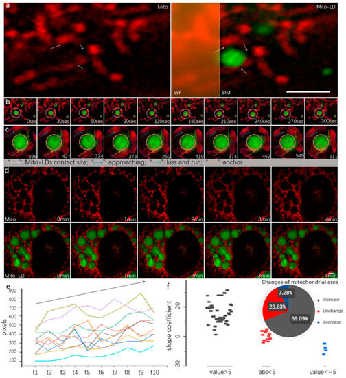 Super-Resolution Structured Illumination Microscopy for the ...