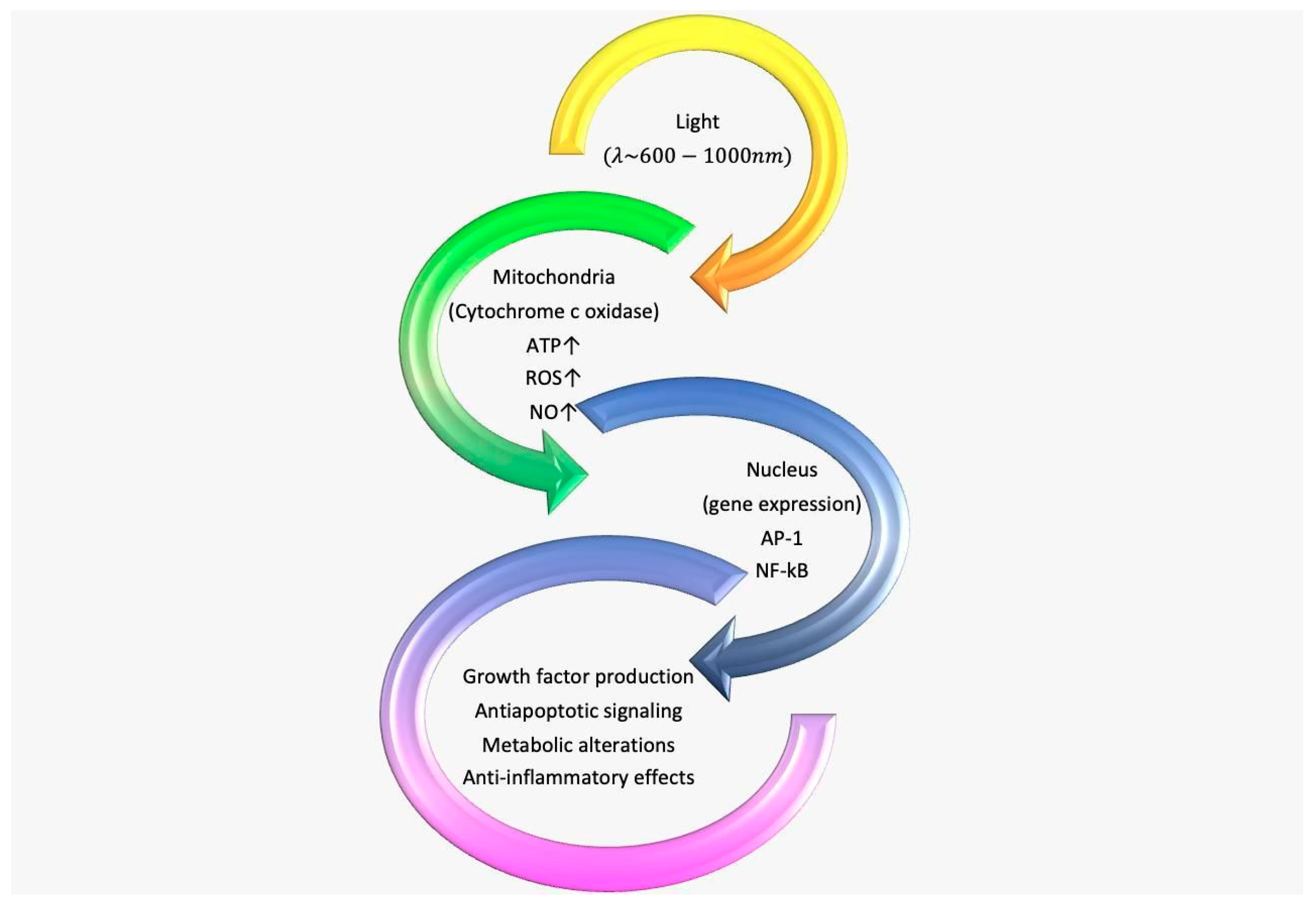 Therapeutic and Adverse Effects of Lasers in Dentistry: A Systematic Review