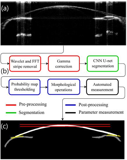 Automated Segmentation and Morphometry of Zebrafish Anterior Chamber ...