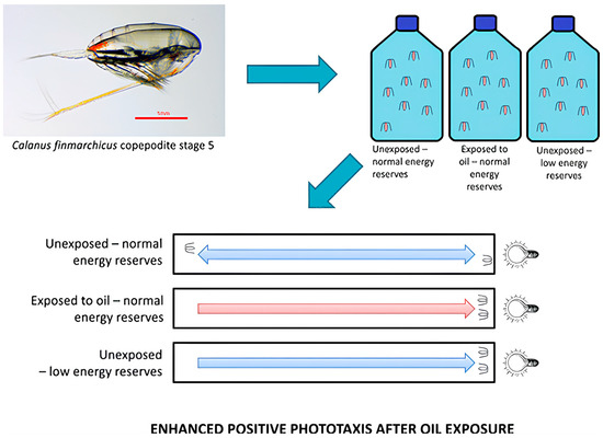 Biological Photonic Devices Designed for the Purpose of Bio-Imaging ...