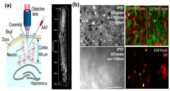 Advances in Ultrafast Fiber Lasers for Multiphoton Microscopy in ...