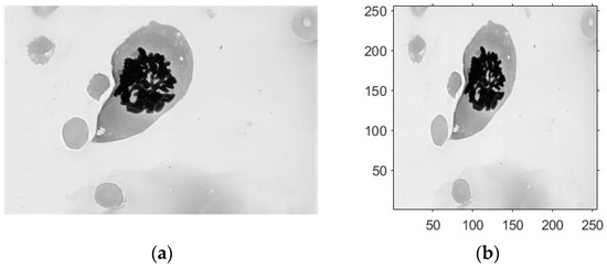 Investigation of an Improved Angular Spectrum Method Based on Holography