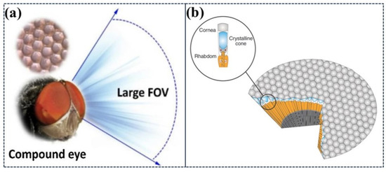 Femtosecond Laser Microfabrication of Artificial Compound Eyes