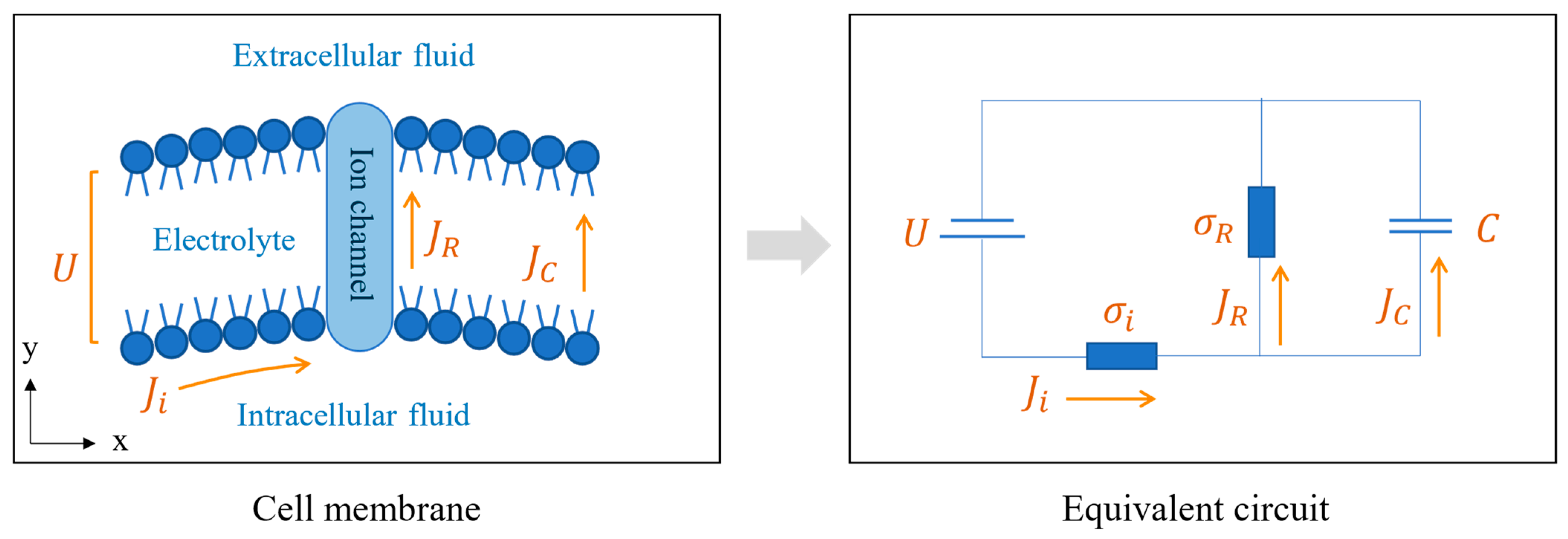 Research on Lateral Inhibition Network Based on Cell Membrane Electrical Model