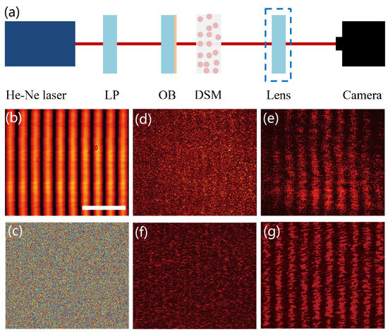 Structured Light Field Recovery from Dynamic Scattering Media