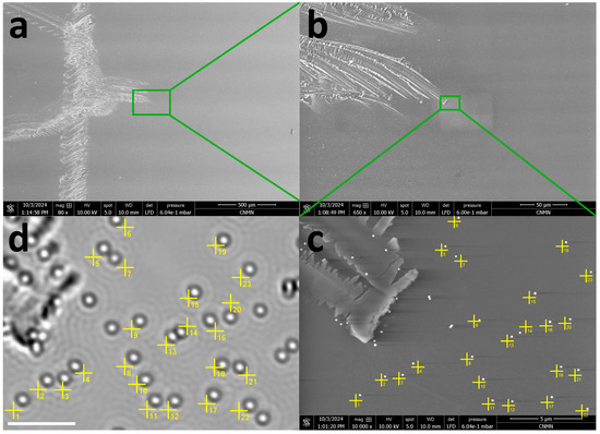 Sizing Single Gold Nanoparticles with Bright-Field Microscopy