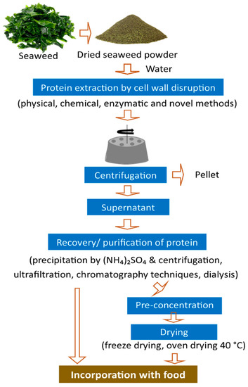 Seaweeds as a Source of Functional Proteins