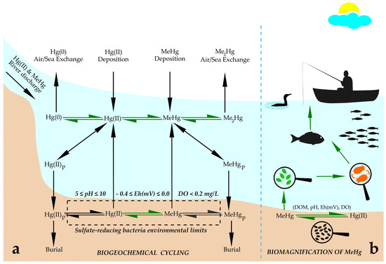 The Role of Microalgae in the Biogeochemical Cycling of Methylmercury ...