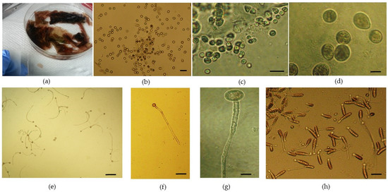 Neutral Spores—An Easier Way to Cultivate Pyropia leucosticta (Thuret ...