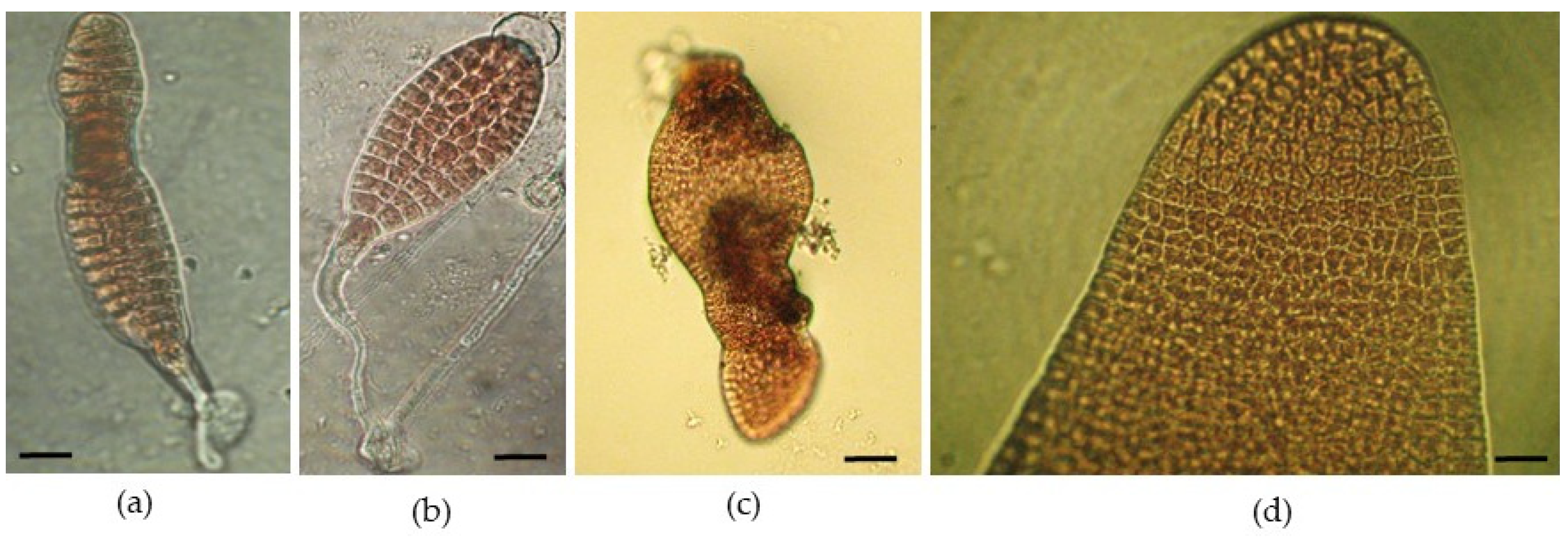 Neutral Spores—An Easier Way to Cultivate Pyropia leucosticta (Thuret ...
