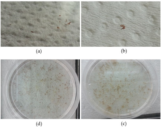 Neutral Spores—An Easier Way to Cultivate Pyropia leucosticta (Thuret ...